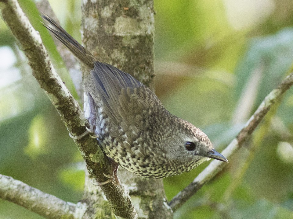 Chin Hills Wren-Babbler - eBird