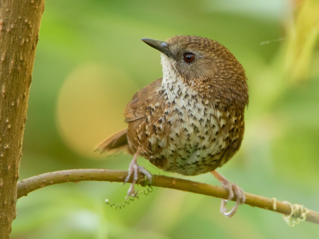 Chin Hills Wren-Babbler - eBird