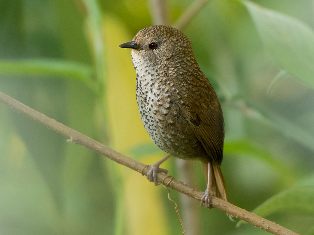 Chin Hills Wren-Babbler - eBird
