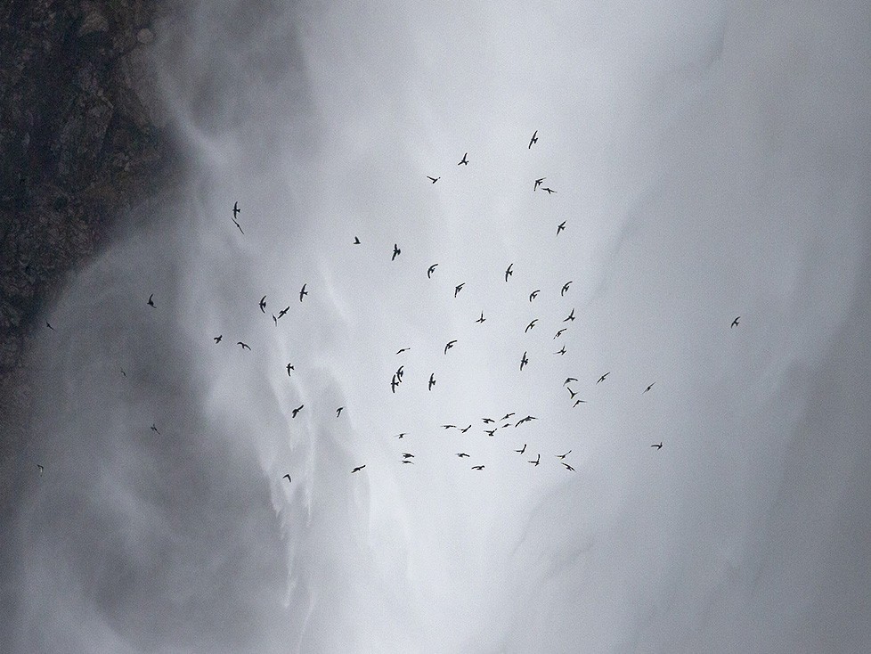 Dark-rumped Swift - eBird