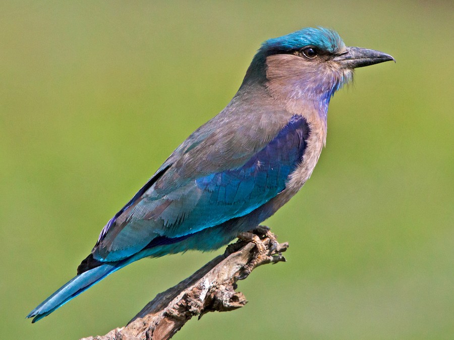 Indochinese Roller - eBird