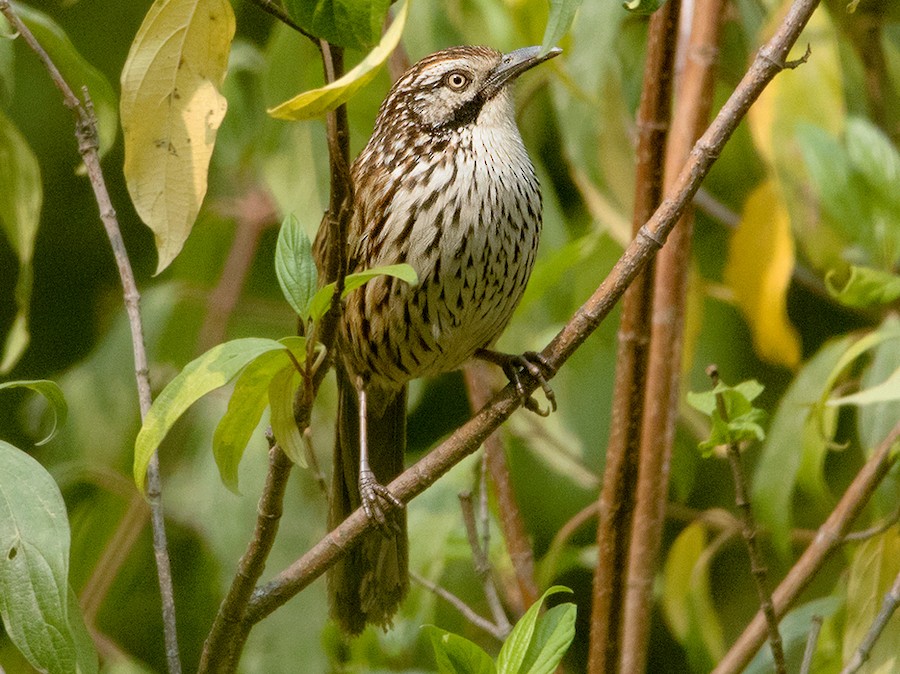 Mount Victoria Babax - eBird