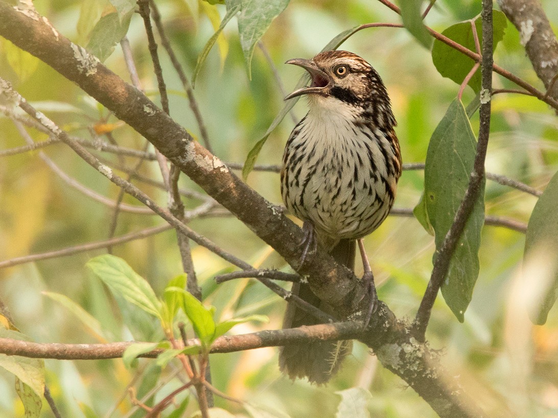 Mount Victoria Babax - eBird