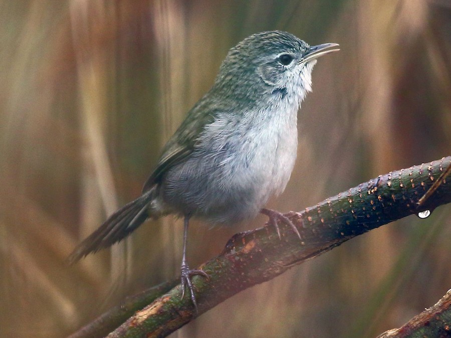 Swamp Grass Babbler - eBird