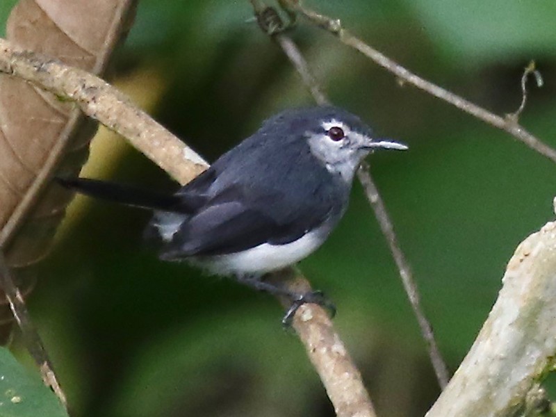 Slate-throated Gnatcatcher - eBird