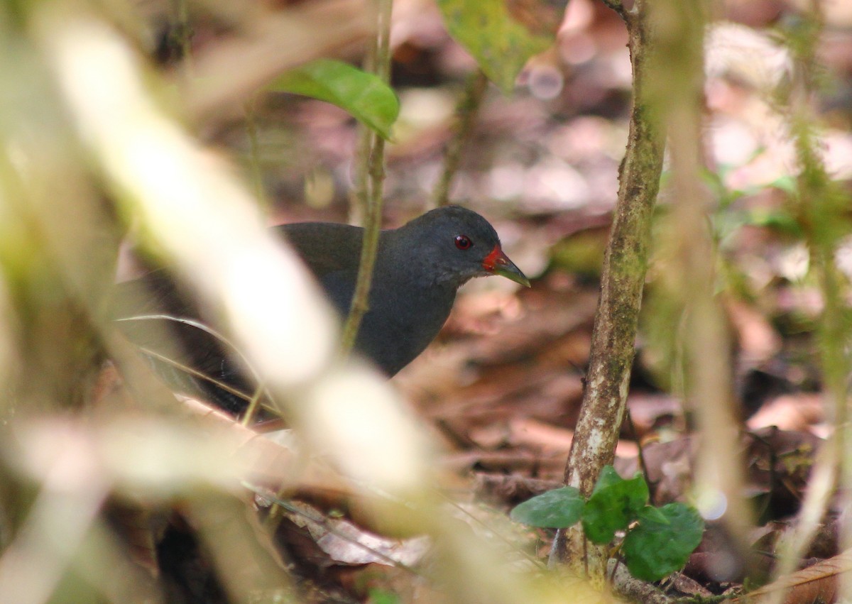 eBird Checklist - 4 Jul 2013 - Santa Cruz--Road from Puerto Ayora to ...