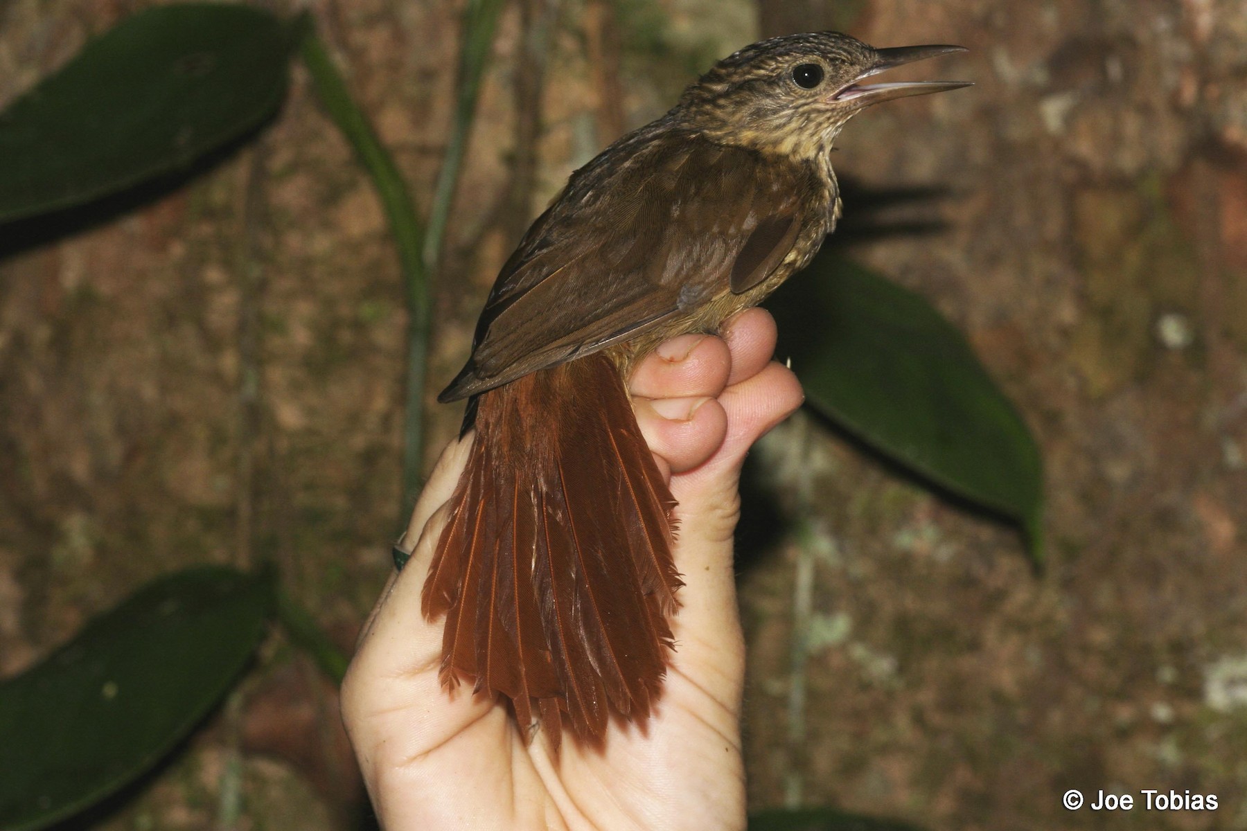 Striped Woodhaunter (Eastern South America) - eBird