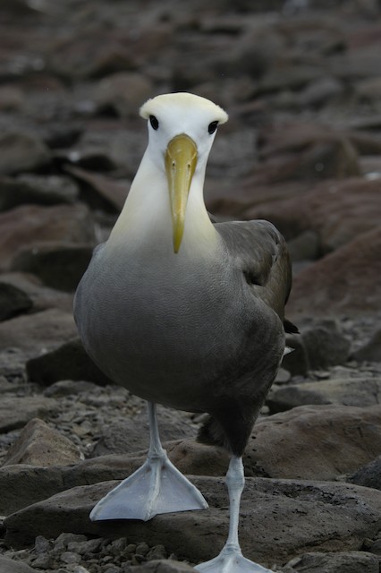 Photos - Waved Albatross - Phoebastria irrorata - Birds of the World