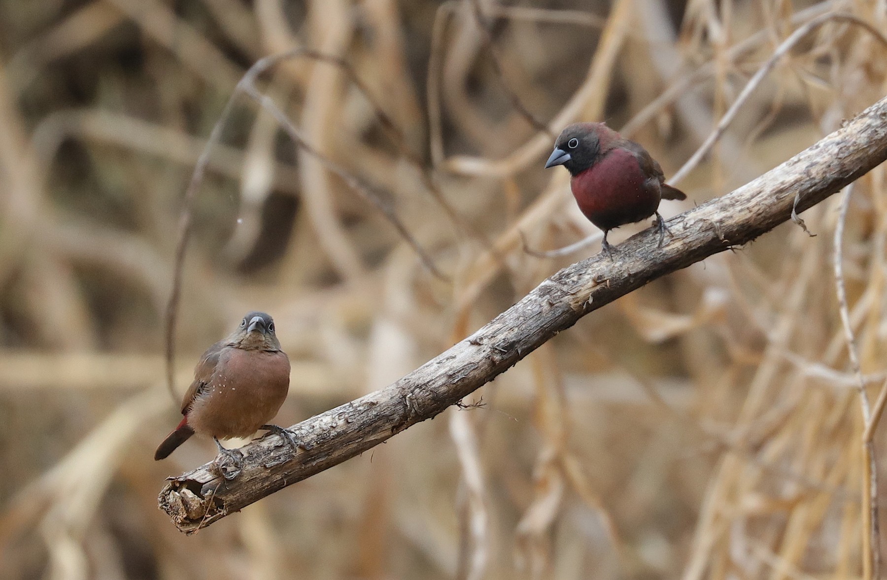 Black-faced Firefinch (Reddish) - eBird