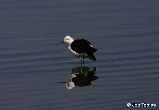 Photos - Andean Avocet - Recurvirostra andina - Birds of the World
