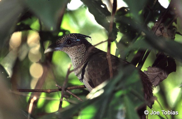 Photos - Rufous-vented Ground-Cuckoo - Neomorphus geoffroyi - Birds of ...
