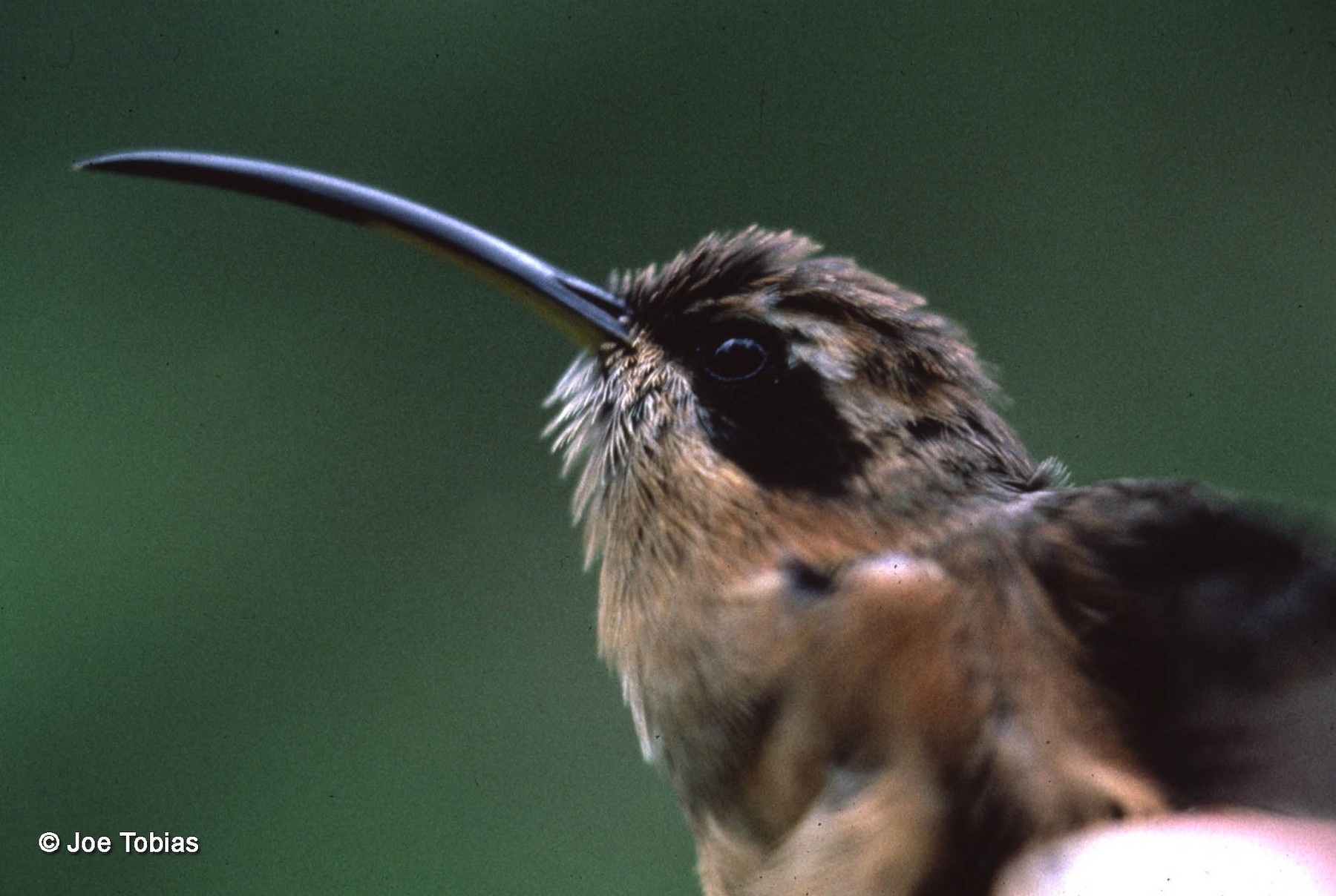 Gray-chinned Hermit (Gray-chinned) - eBird