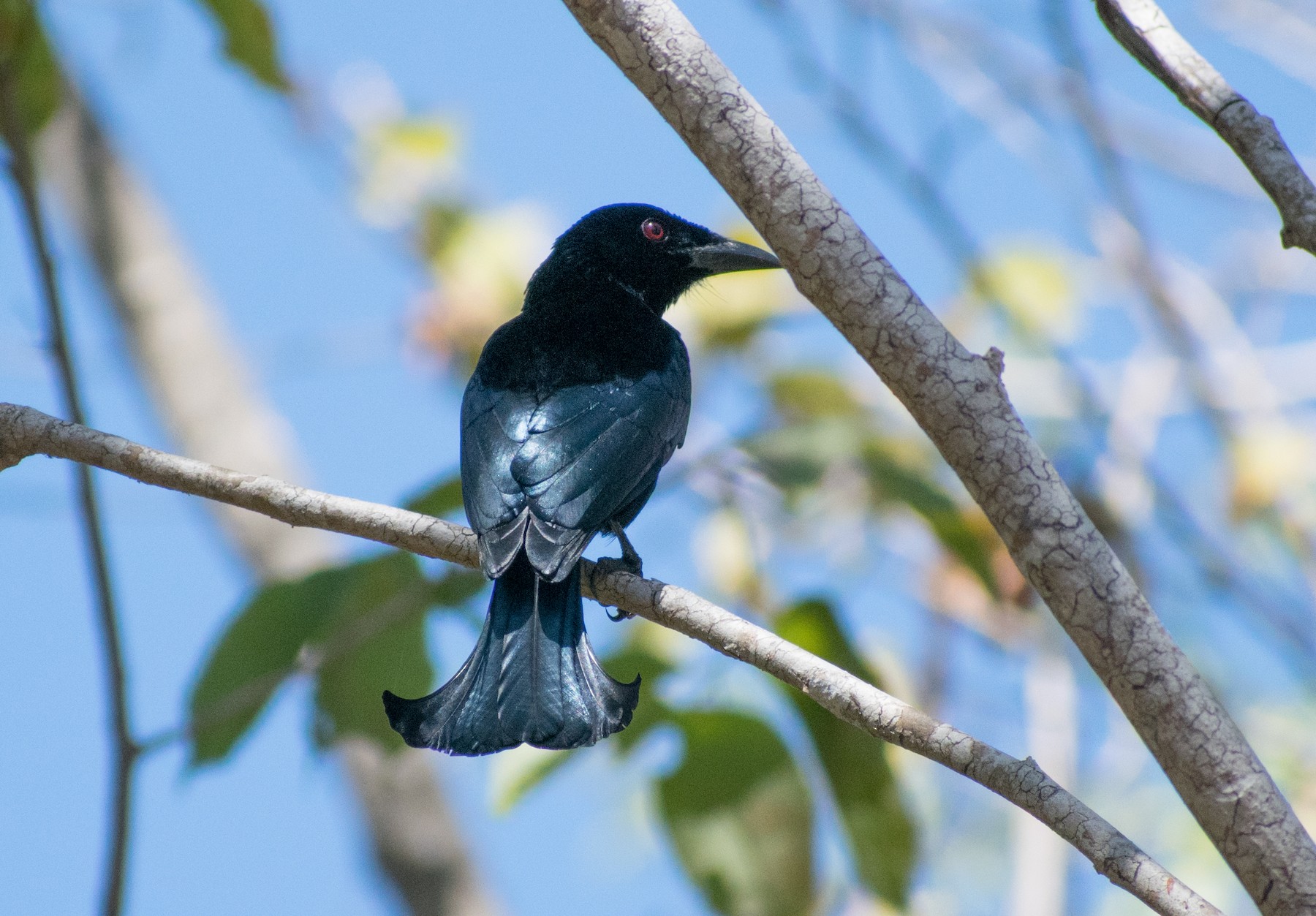 Wallace Çizgisi Drongosu (bimaensis) - eBird