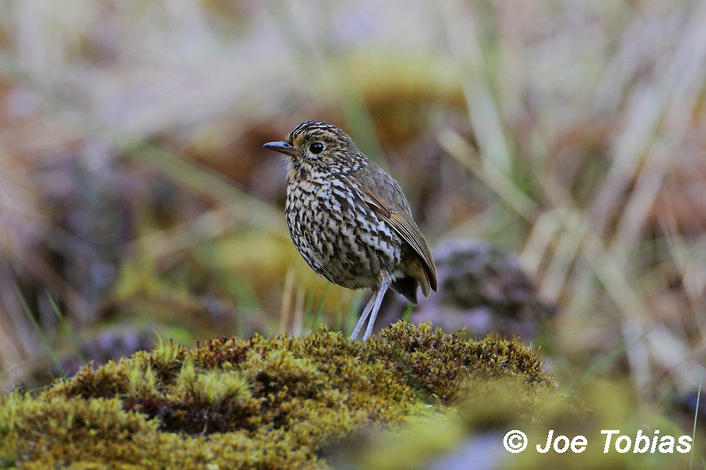 eBird Checklist - 8 Oct 2006 - Keara - 16 species
