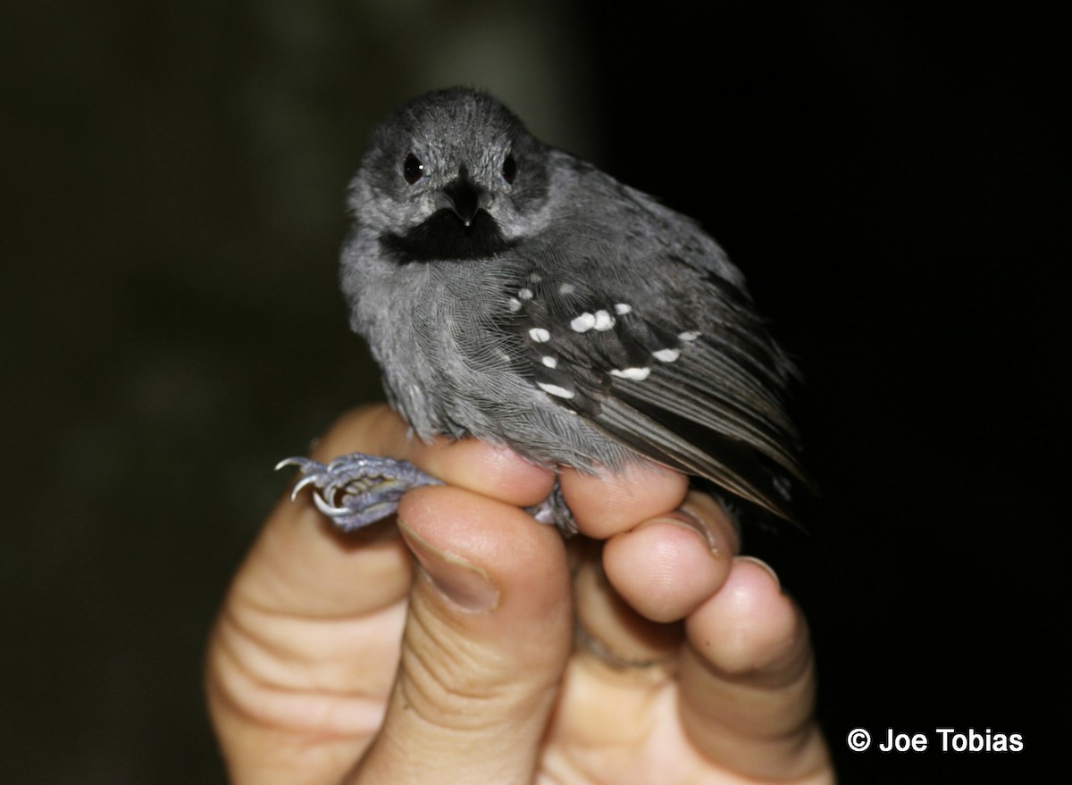 Ornate Stipplethroat (Western) - eBird