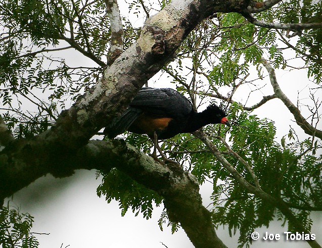 Photos - Wattled Curassow - Crax globulosa - Birds of the World