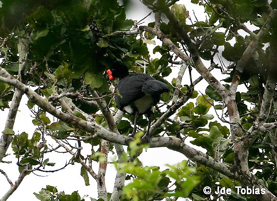 Photos - Wattled Curassow - Crax globulosa - Birds of the World