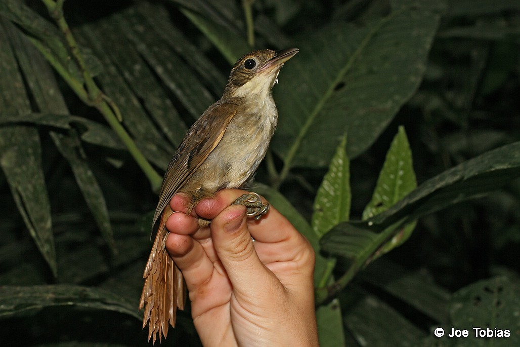Olive-backed Foliage-gleaner (Olive-backed) - eBird