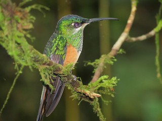 Scissor-tailed Hummingbird - Hylonympha macrocerca - Birds of the World