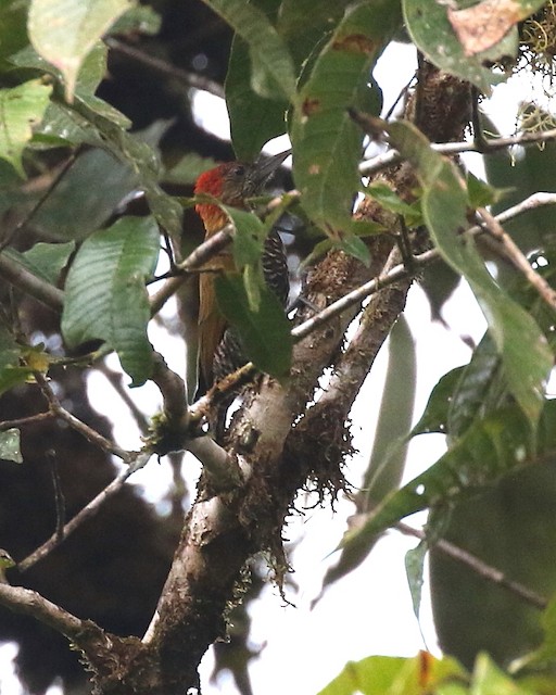 Photos - Choco Woodpecker - Dryobates chocoensis - Birds of the World