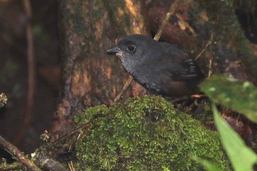 ML204106321 - Choco Tapaculo - Macaulay Library