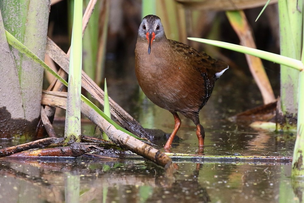 Pollo de Virginia (aequatorialis/meyerdeschauenseei) - eBird