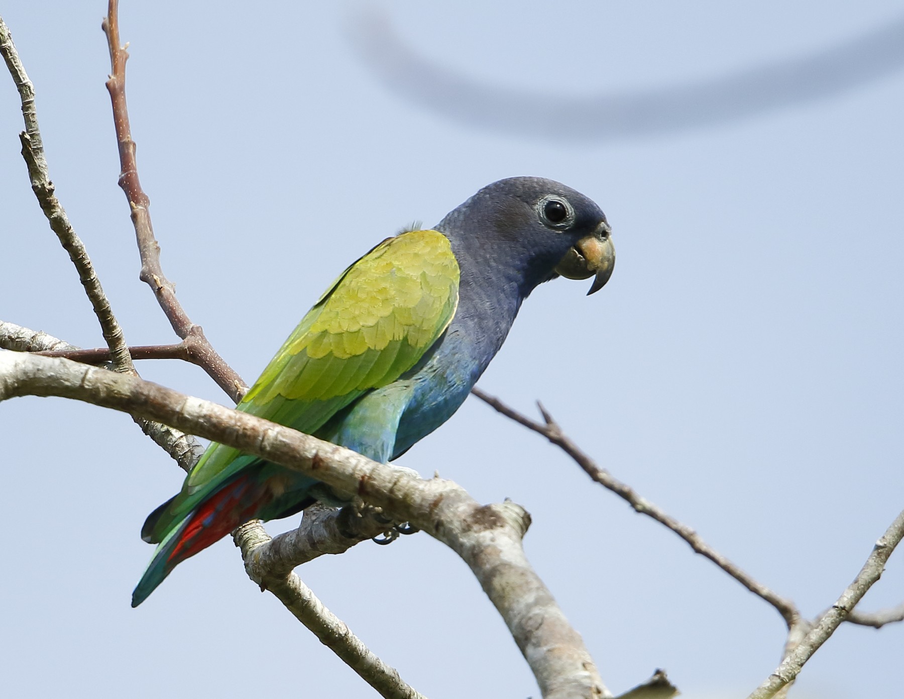 Blue-headed Parrot (Reichenow's) - eBird