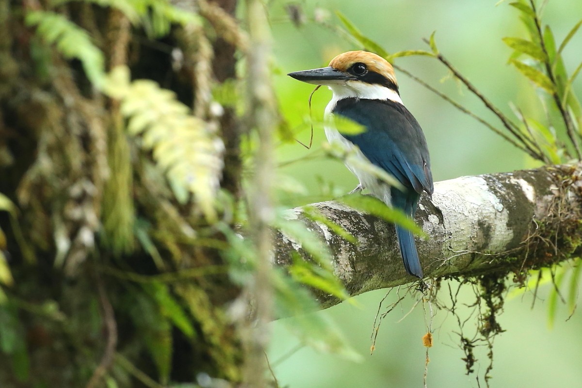 Pohnpei Kingfisher - eBird