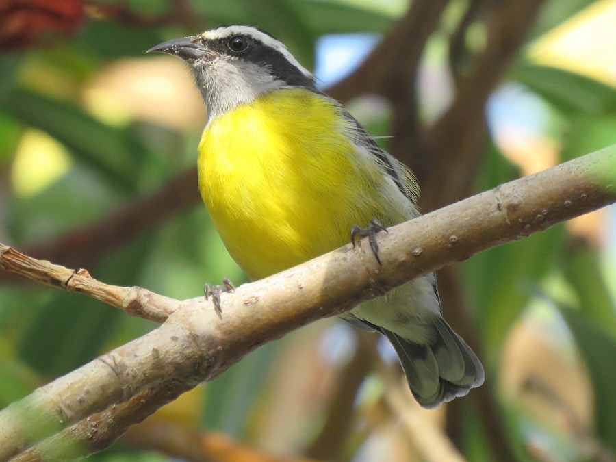 Reinita Mielera (grupo luteola) - eBird