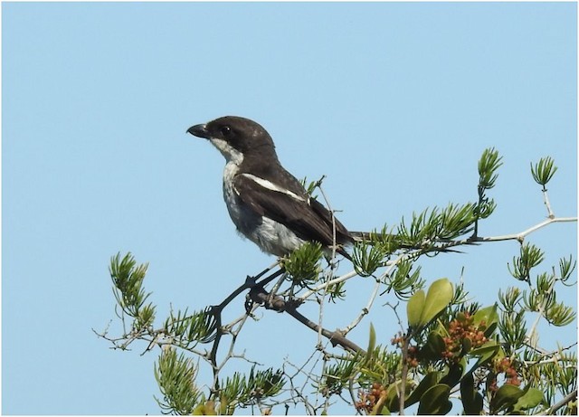 Photos - Northern Fiscal - Lanius humeralis - Birds of the World