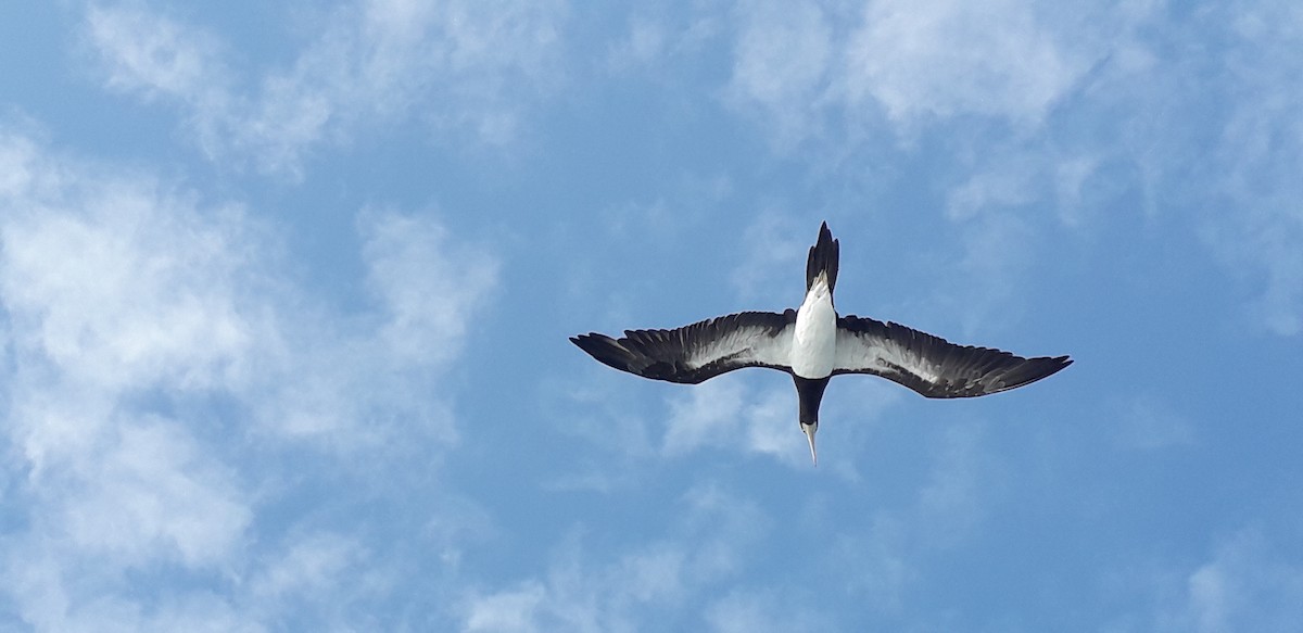 Cocos Booby (Colombian) - eBird