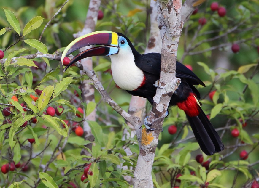 White-throated Toucan (Red-billed) - eBird