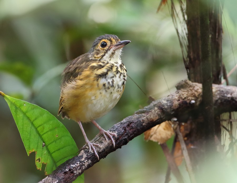 Spotted Antpitta (Spotted) - eBird