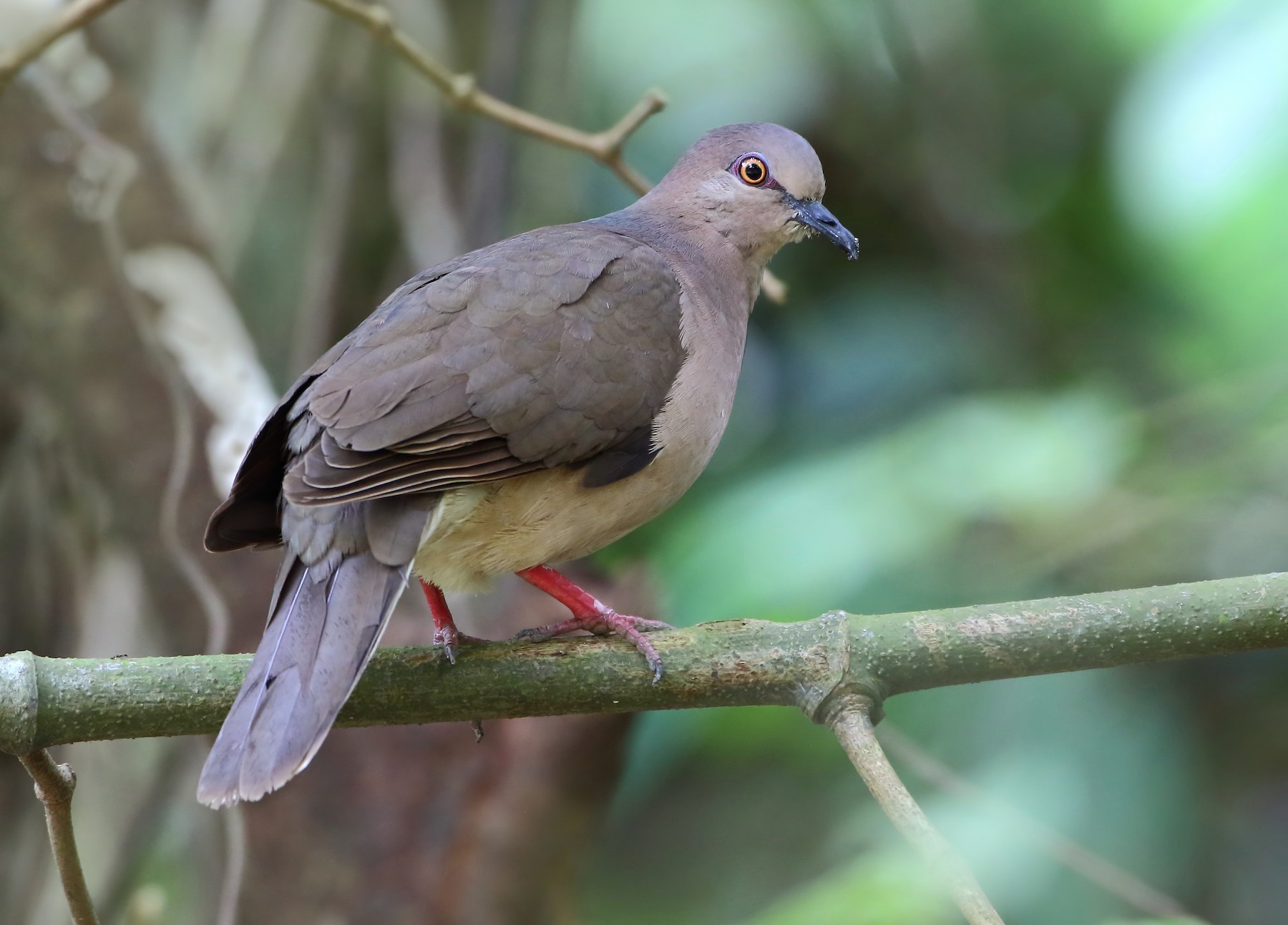 Yerutí Gris [grupo brasiliensis] - eBird