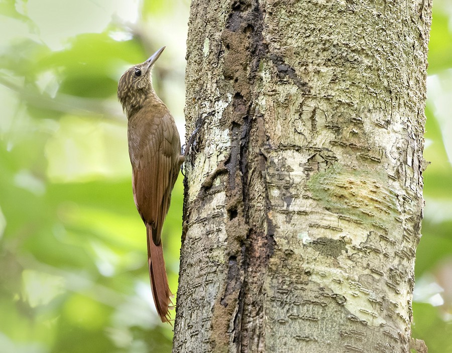 Trepatroncos Colilargo (longicauda) - eBird