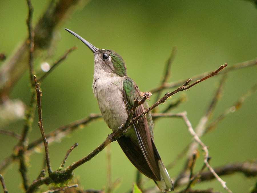 Colibrí Pechigrís (largipennis) - eBird