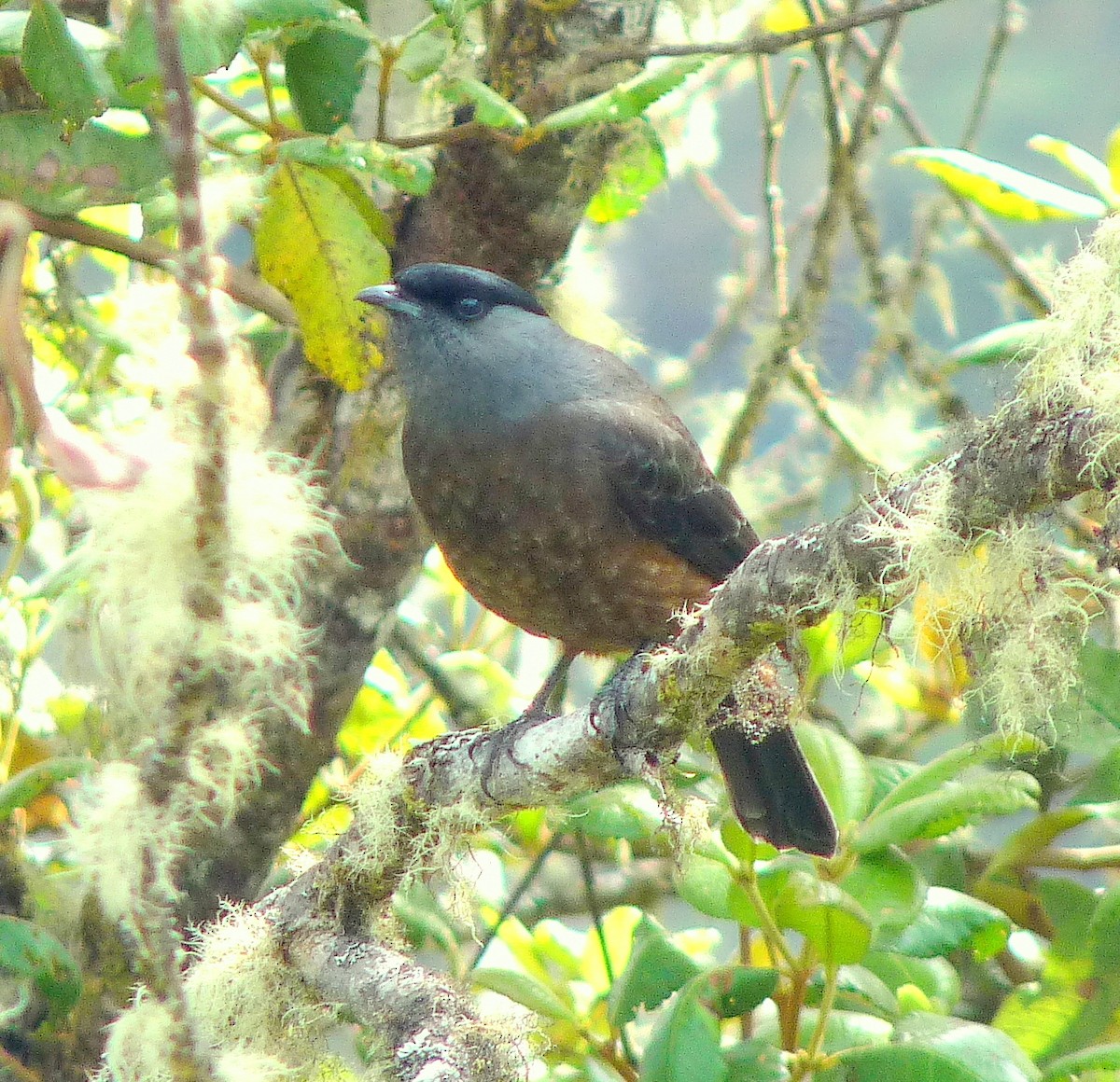 eBird Checklist - 18 Sep 2010 - Bosque Unchog (Valqui D5.3) - 2 species