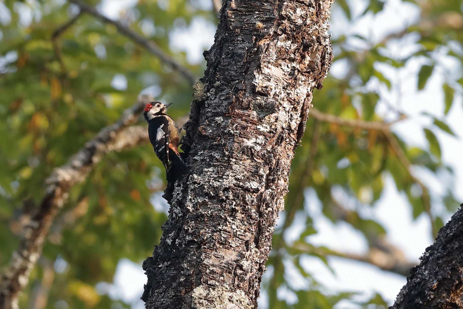 Crimson-breasted Woodpecker (Crimson-breasted) - eBird