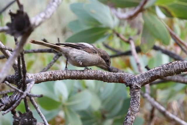 Photos - Northern Fiscal - Lanius humeralis - Birds of the World