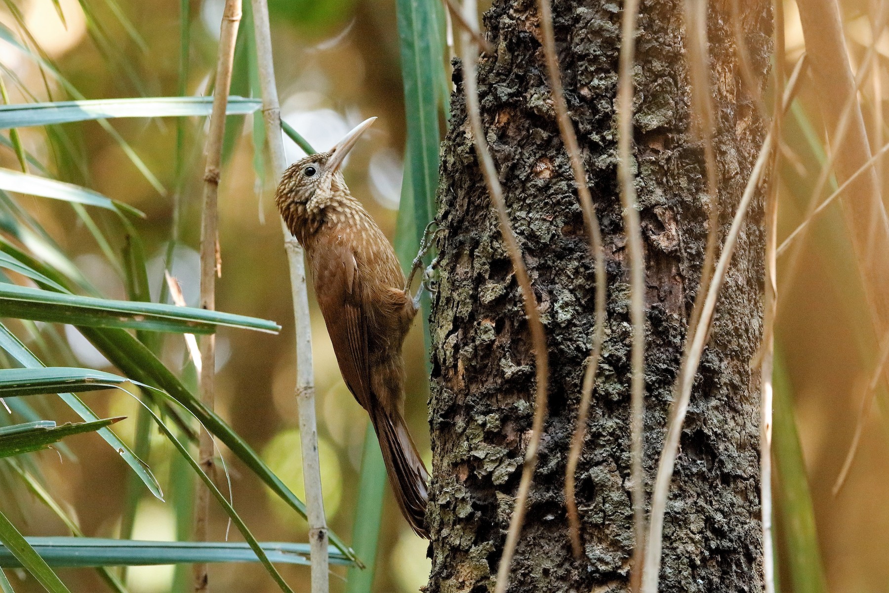Trepatroncos Pegón (guttatoides/dorbignyanus) - eBird