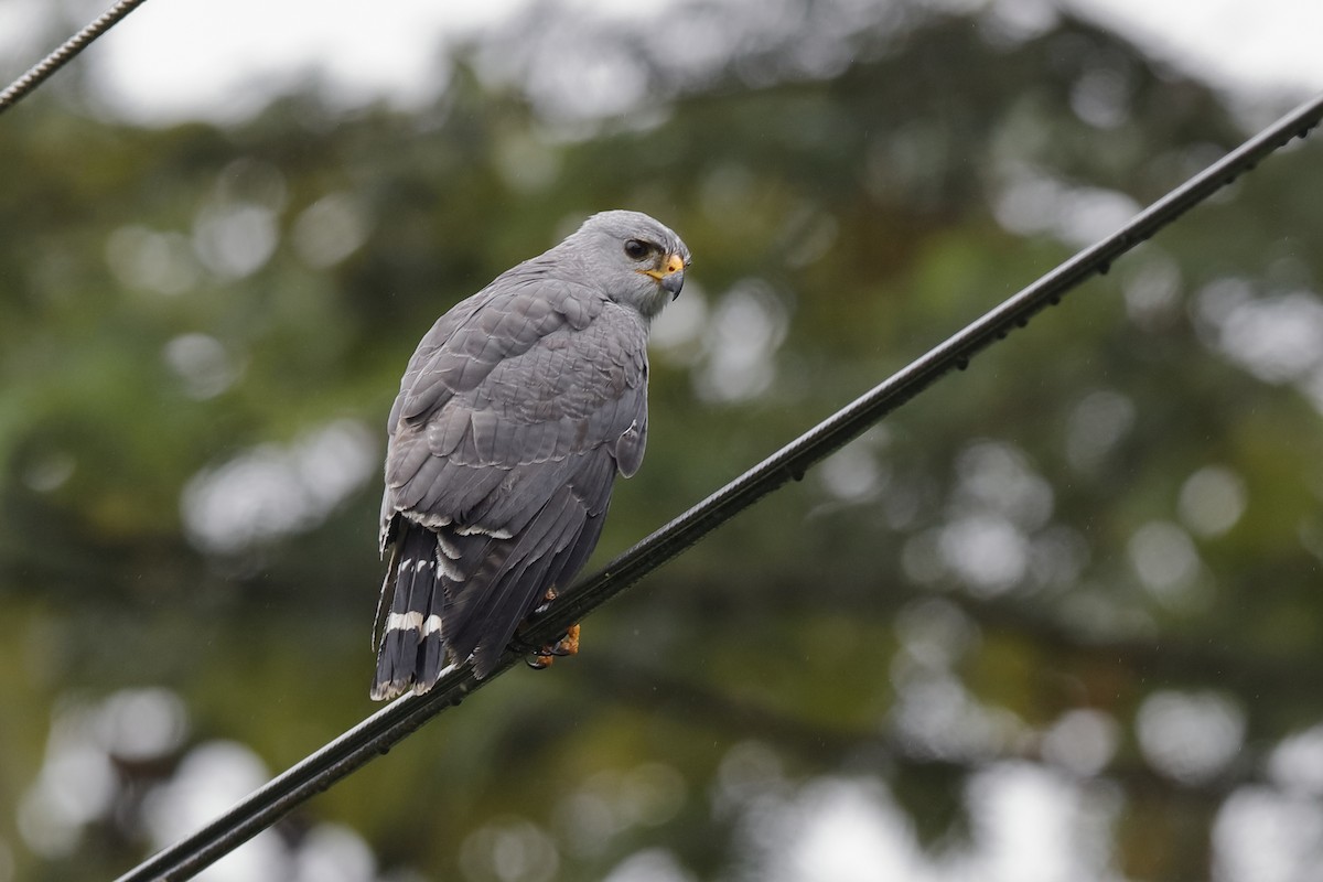 ML204179391 - Gray Hawk - Macaulay Library