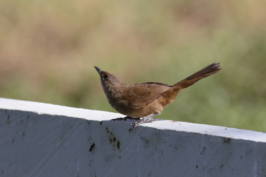 Plain Thornbird - eBird