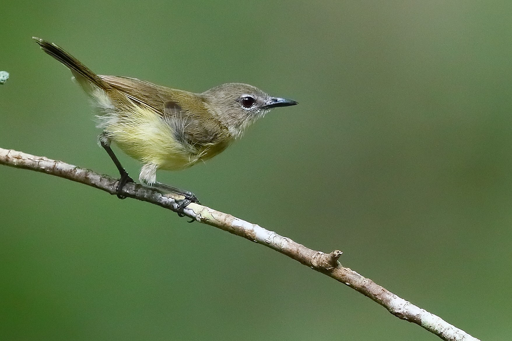 Biak Gerygone - eBird