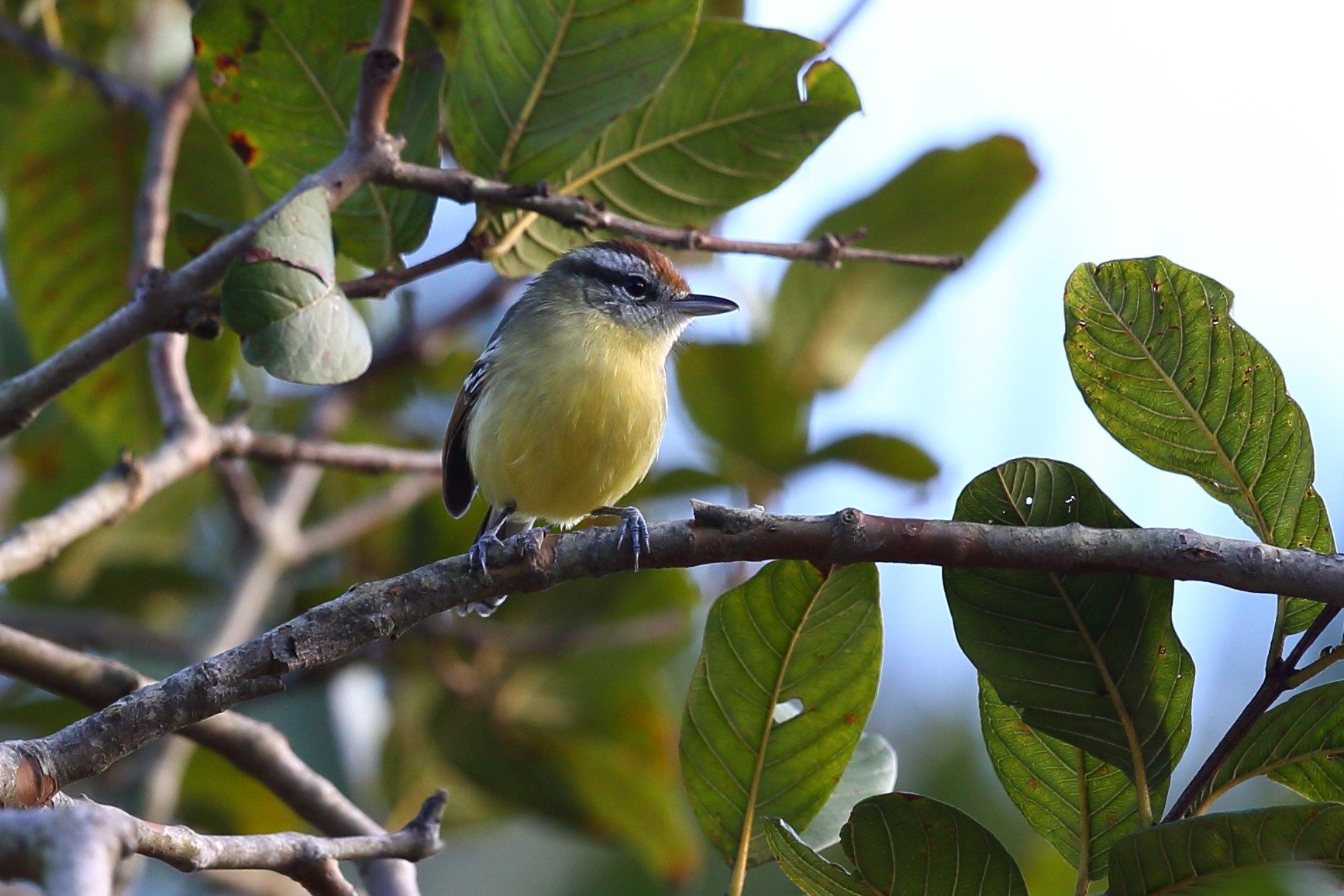 Rufous-winged Antwren (Southern) - eBird