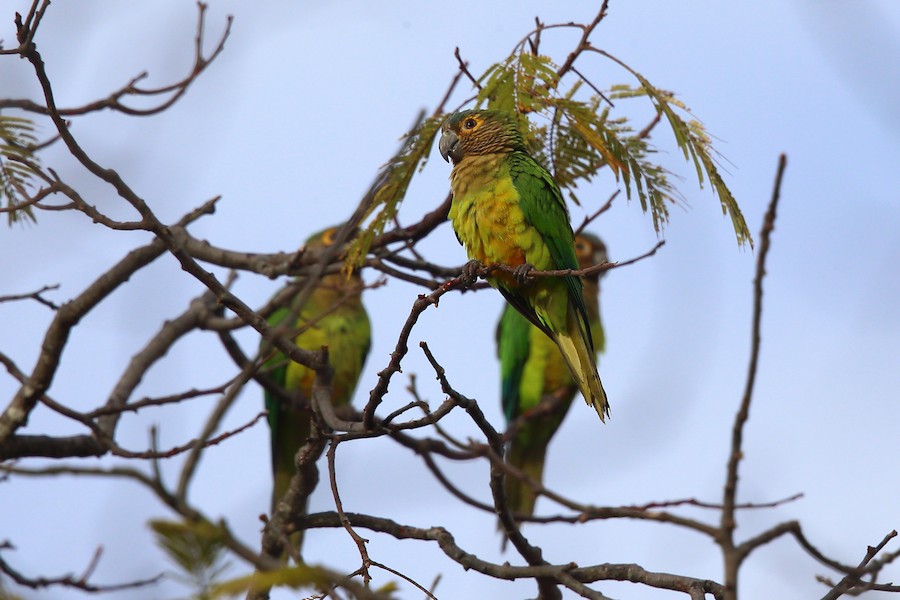 Brown-throated Parakeet (Brown-throated) - eBird