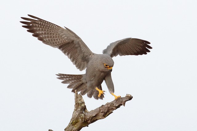 Photos - Gray Kestrel - Falco ardosiaceus - Birds of the World