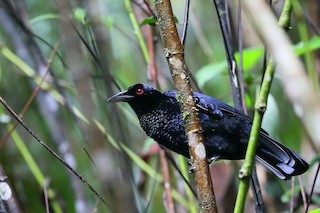 Crinkle-collared Manucode - Manucodia chalybatus - Birds of the World
