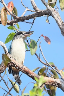 Spangled Kookaburra - Dacelo tyro - Birds of the World
