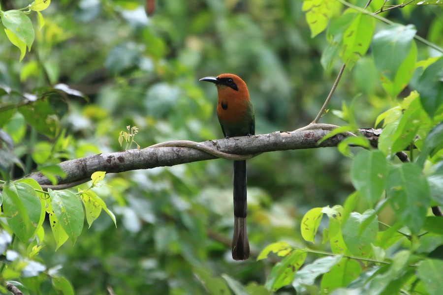 Broad-billed Motmot (Plain-tailed) - eBird