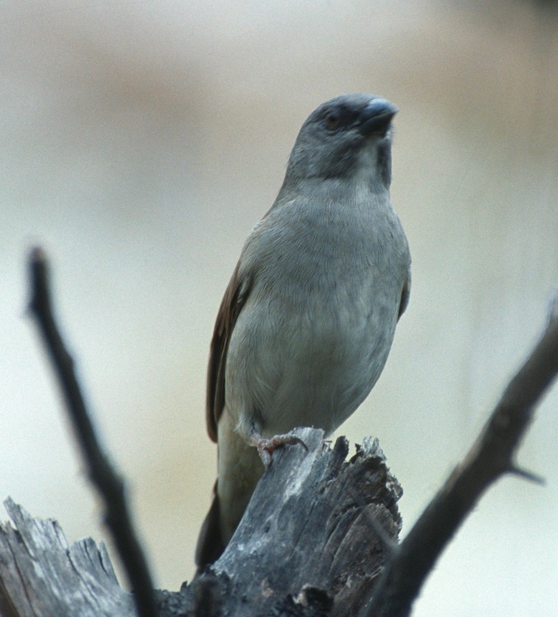 Indicator sp. - eBird